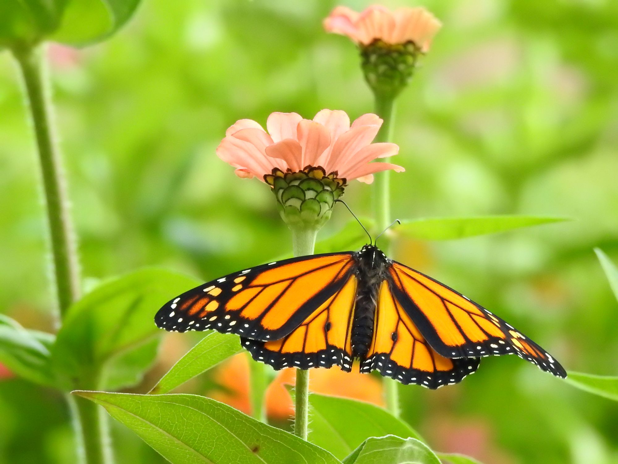 Summer 2022 Photos – Karen’s Chatt