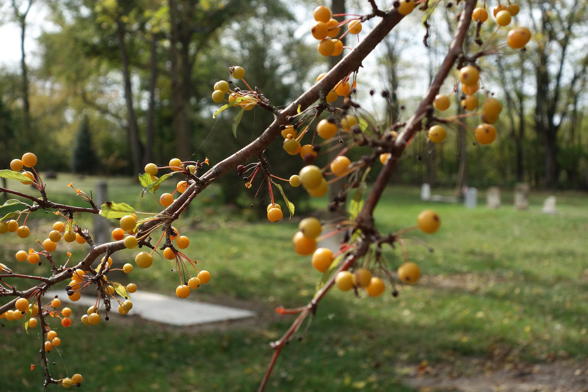 Tombstone Tuesday-Old Union Township Cemetery, Kalida, Ohio – Karen’s Chatt